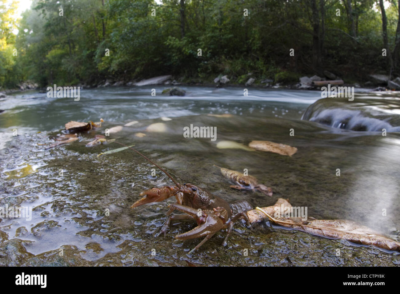 This is an image of a Crayfish in its habitat Stock Photo - Alamy