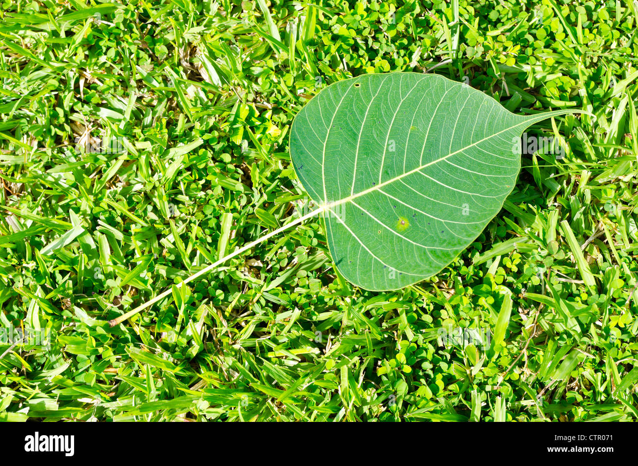 Big leaf on the green grass Stock Photo - Alamy