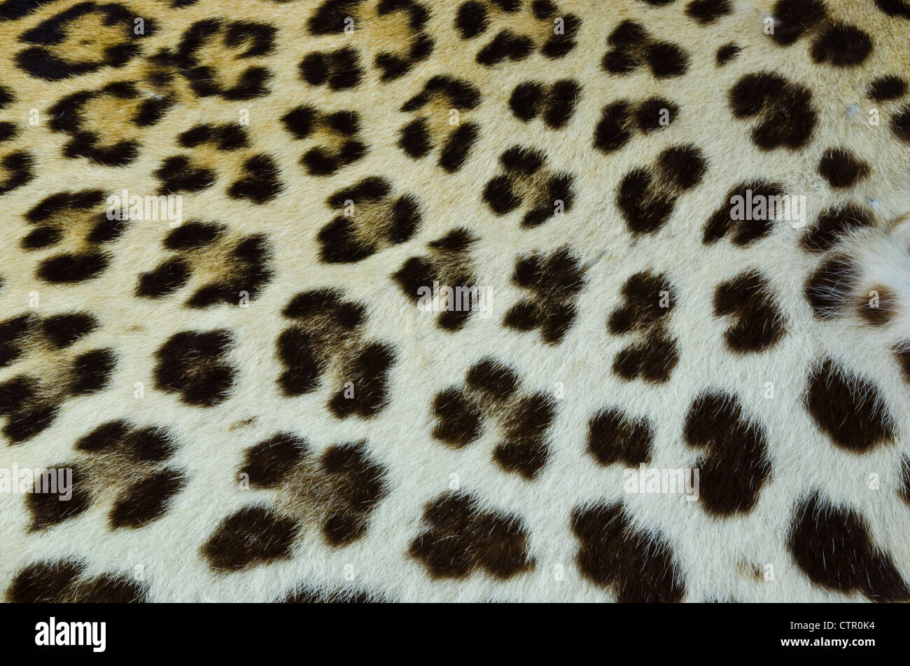 Real tiger fur for background Stock Photo - Alamy