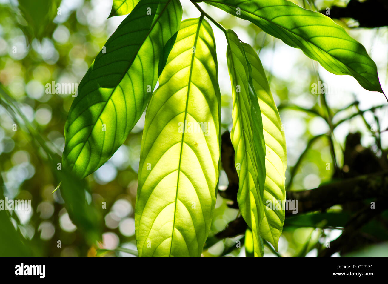 Big green leaf with sunlight in back Stock Photo - Alamy
