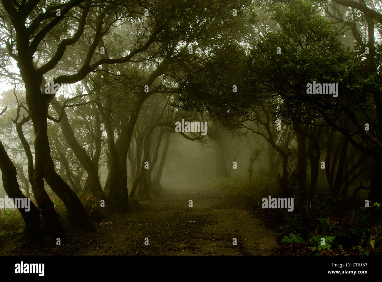 Misty road hi-res stock photography and images - Alamy