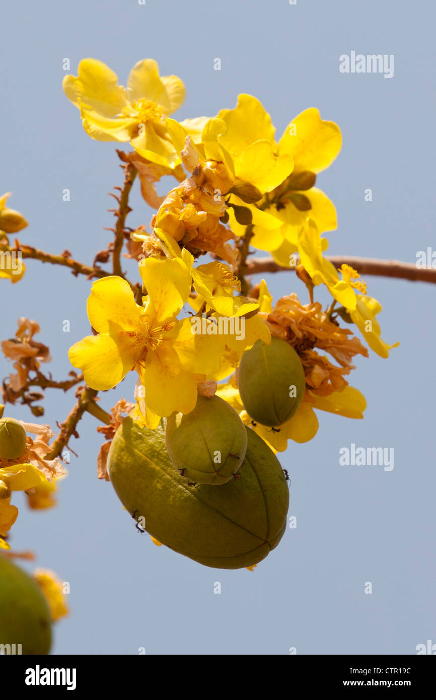 Flowering and fruiting kapok tree (Ceiba pentandra), Kimberley, Western ...