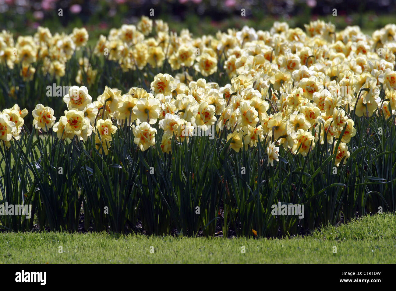 Heart shaped of daffodils hi-res stock photography and images - Alamy
