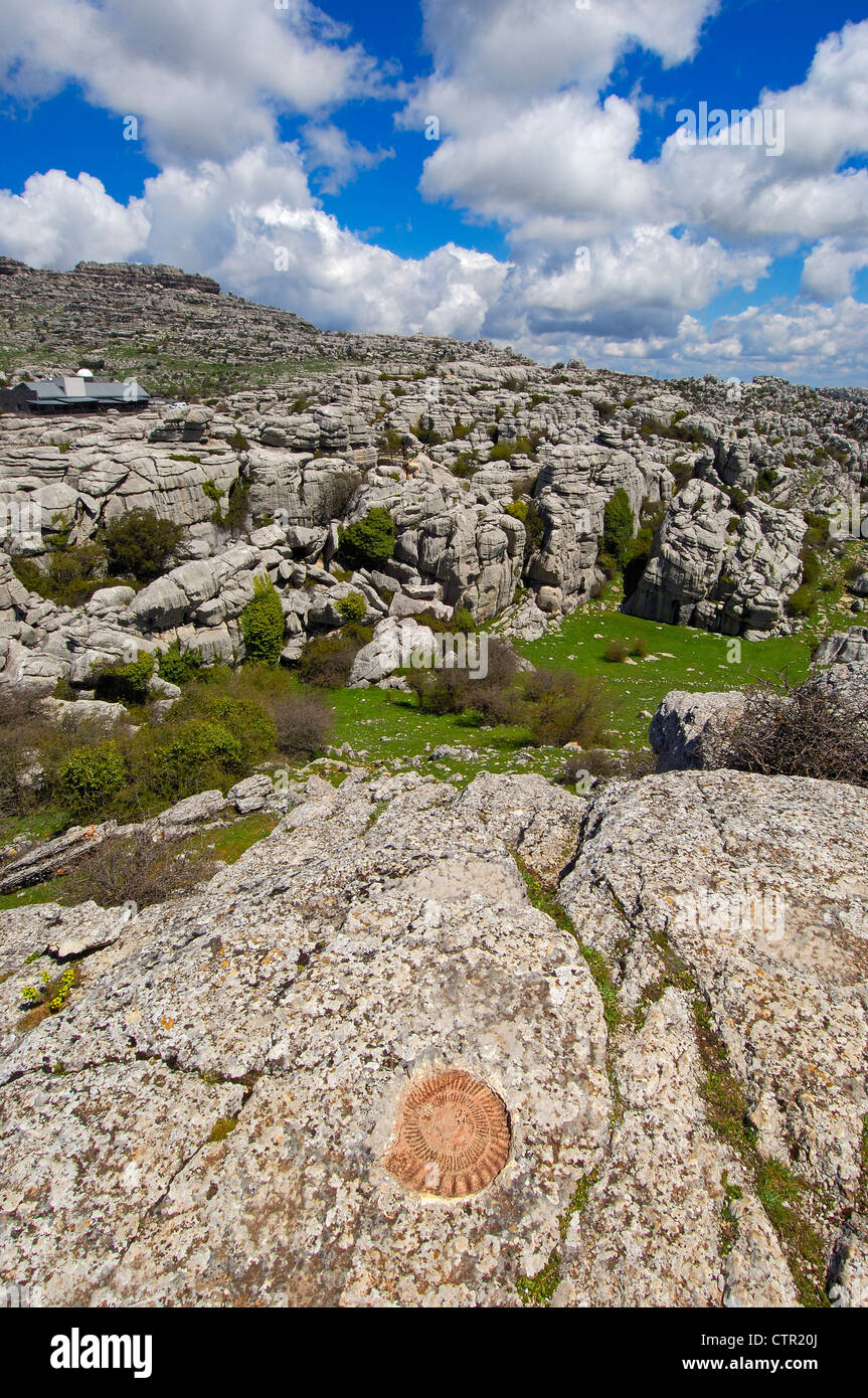 Ammonite fossil at theTorcal in Antequera, Erosion working on Jurassic ...