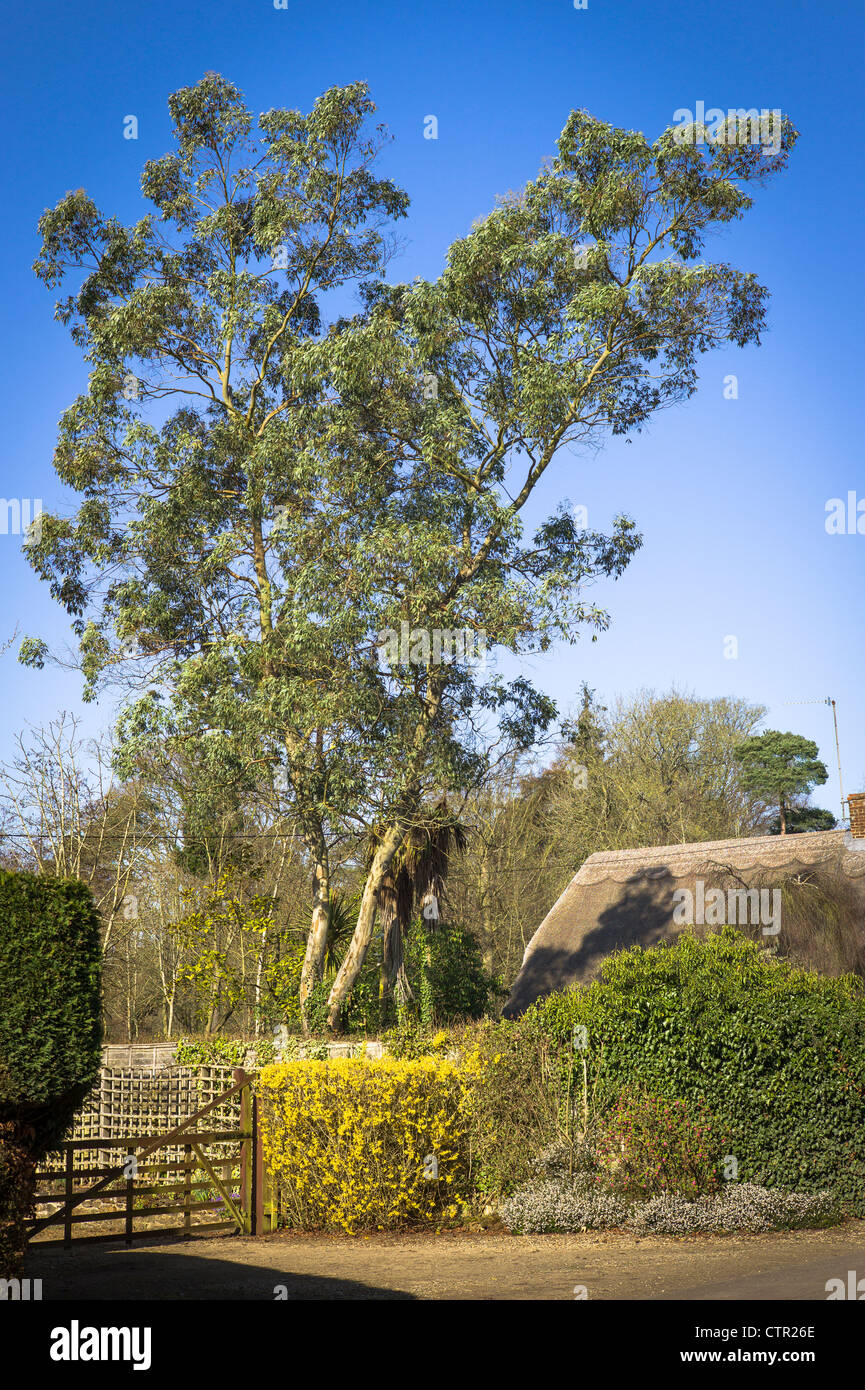 Eucalyptus tree garden hi-res stock photography and images - Alamy