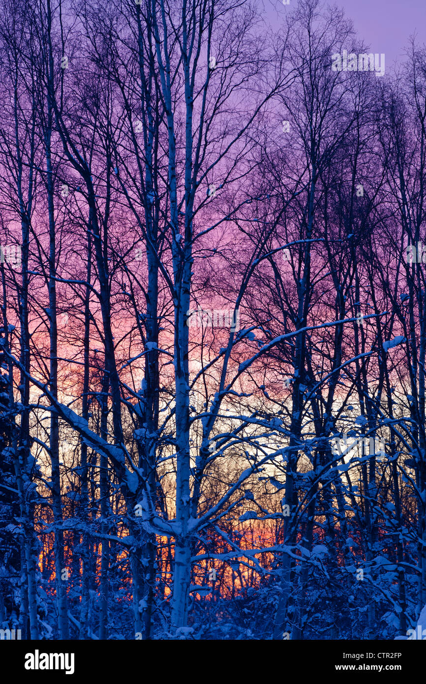 Sunset glow behind a birch forest in Russian Jack Springs Park ...