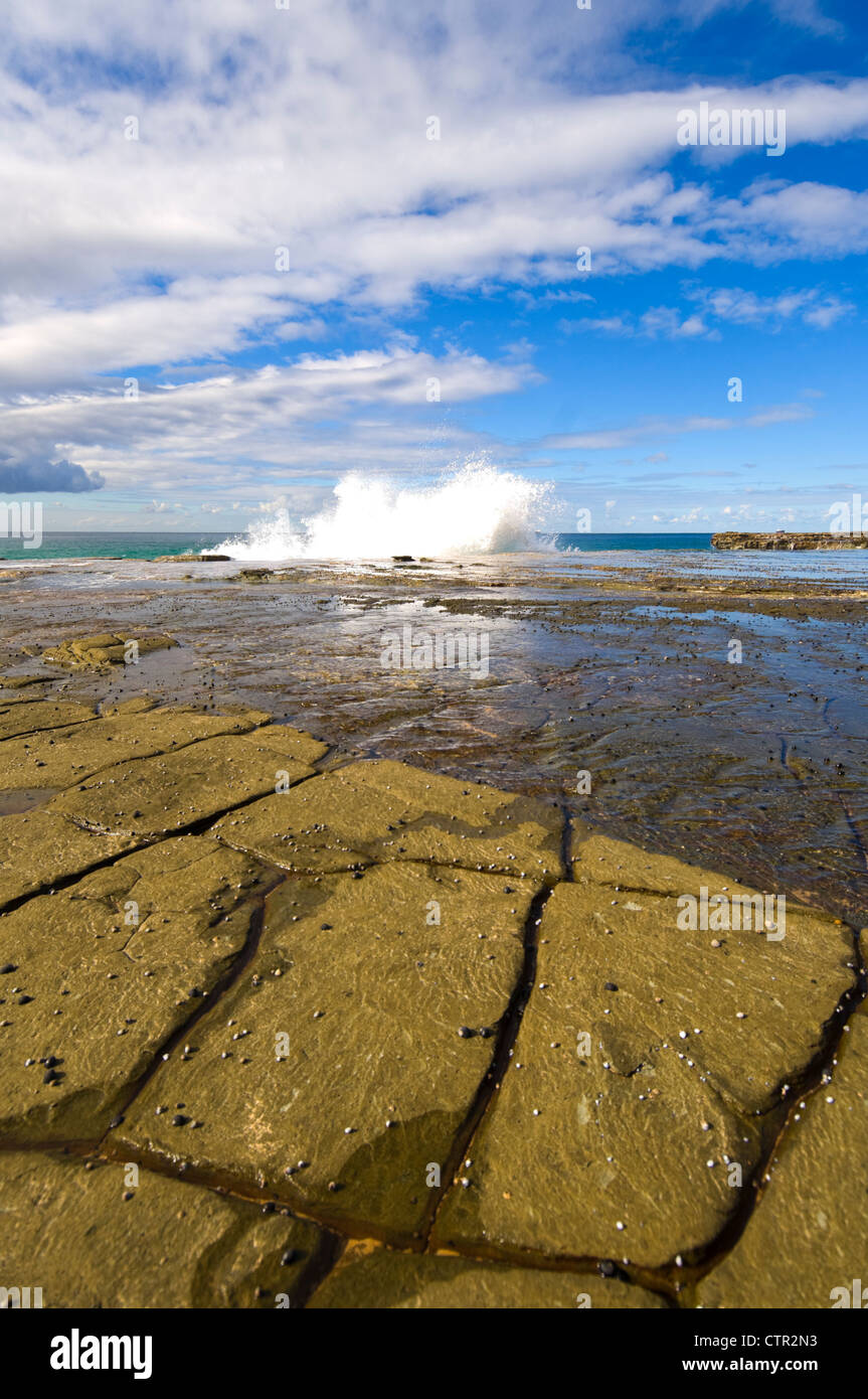 Tessalated Rocks, Royal National Park, New South Wales, Australia Stock ...