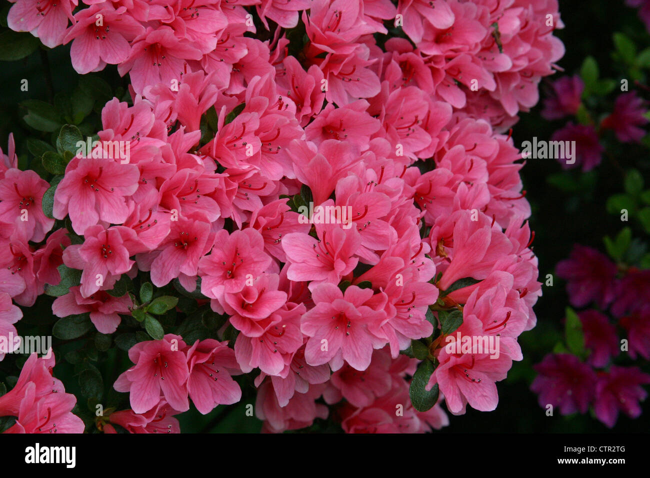 Bush of flowers in the garden Stock Photo - Alamy