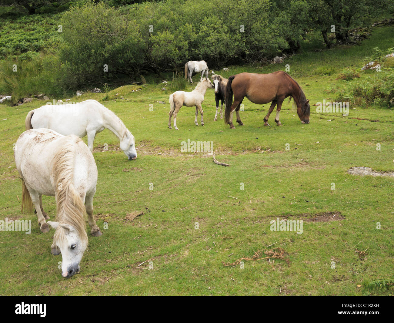 Welsh Mountain Ponies with foals grazing in Carneddau valley in ...
