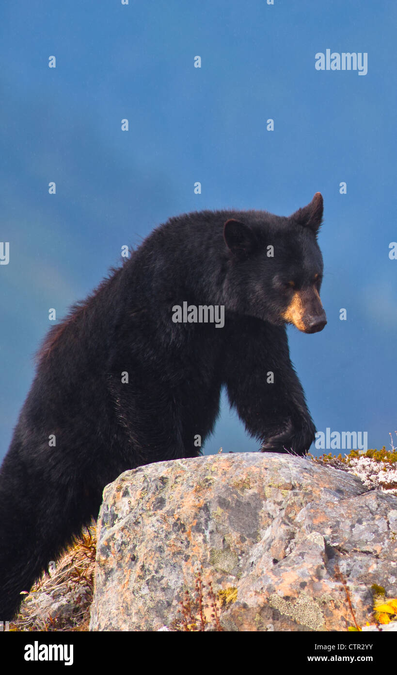 Bear climbing usa rocks hi-res stock photography and images - Alamy