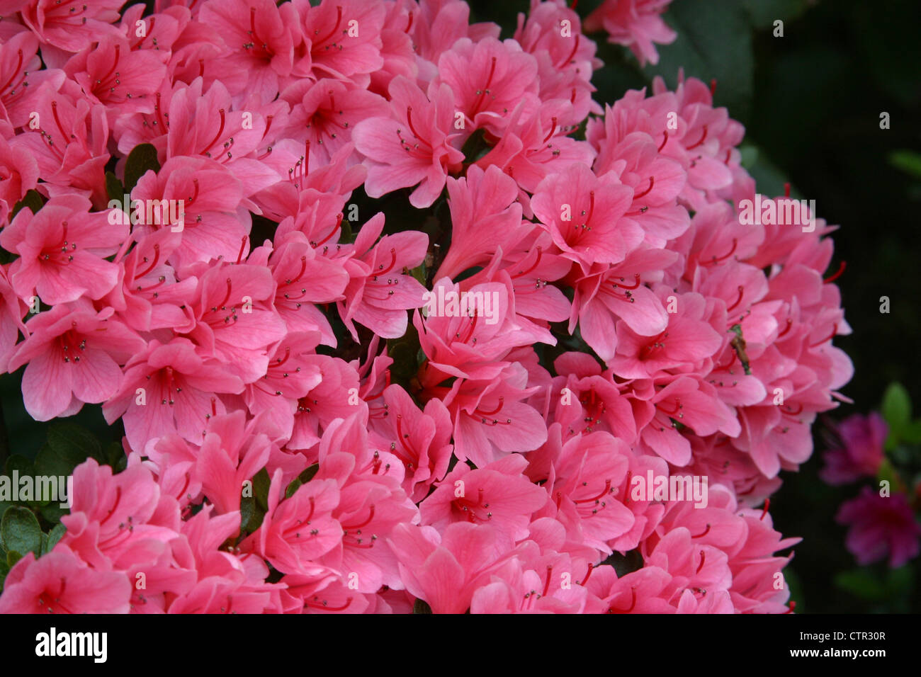 Bush of flowers in the garden Stock Photo - Alamy