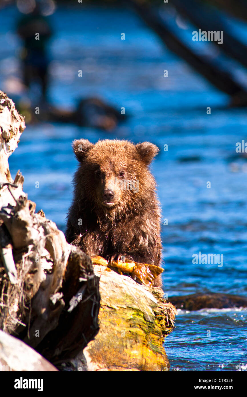 Brown bear cub fishes for salmon at the Russian River, Kenai Peninsula ...