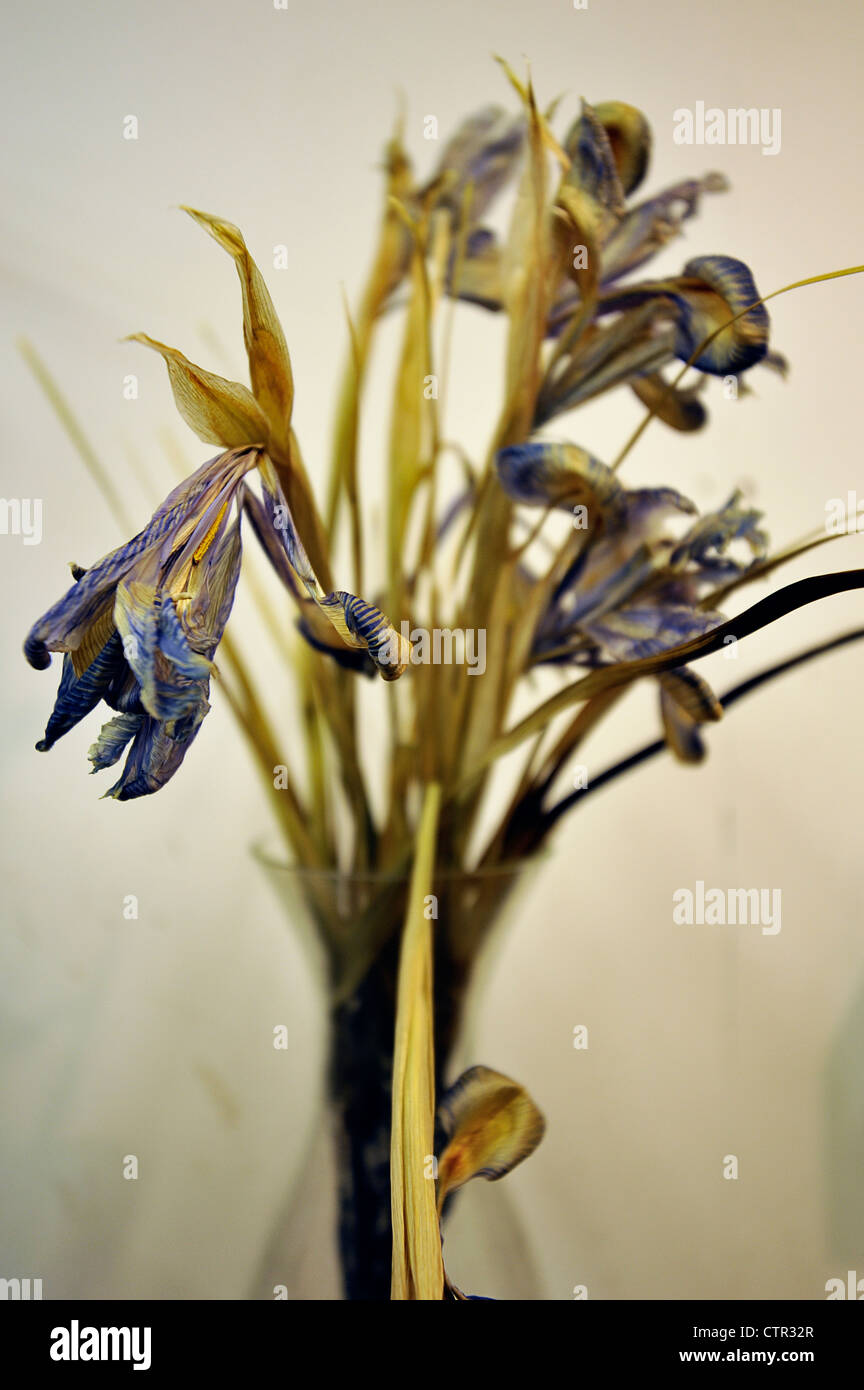Dried irises hi-res stock photography and images - Alamy