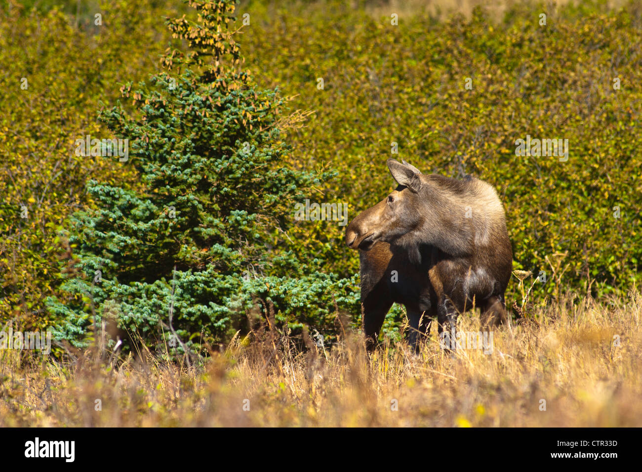 Powerline hi-res stock photography and images - Alamy