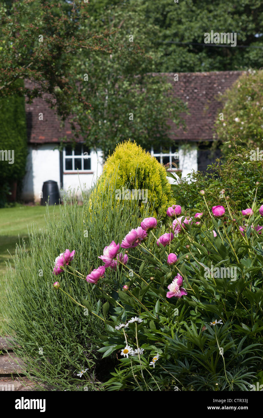 Paeonia lactiflora bowl beauty peonies hi-res stock photography and ...
