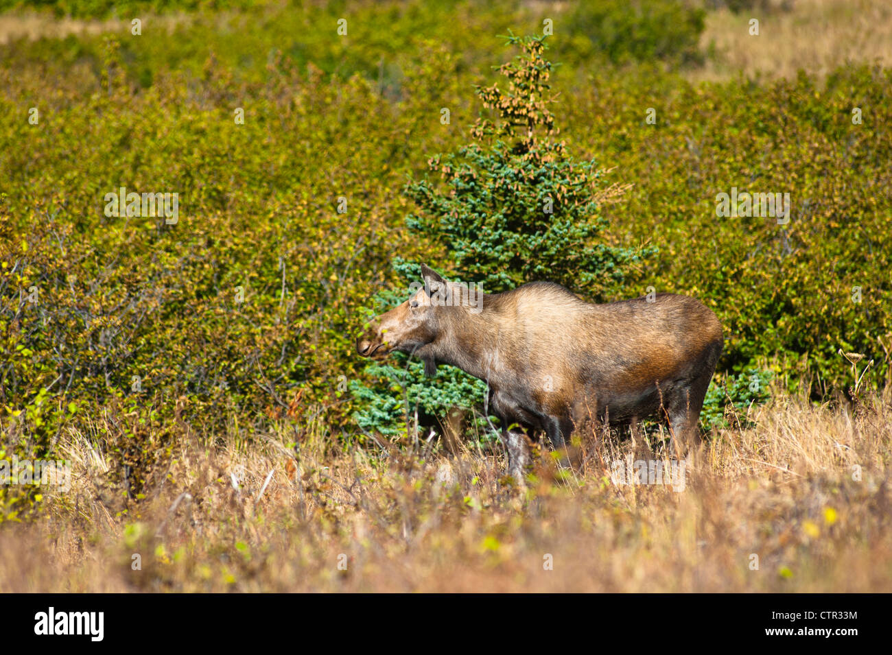 Powerline hi-res stock photography and images - Alamy
