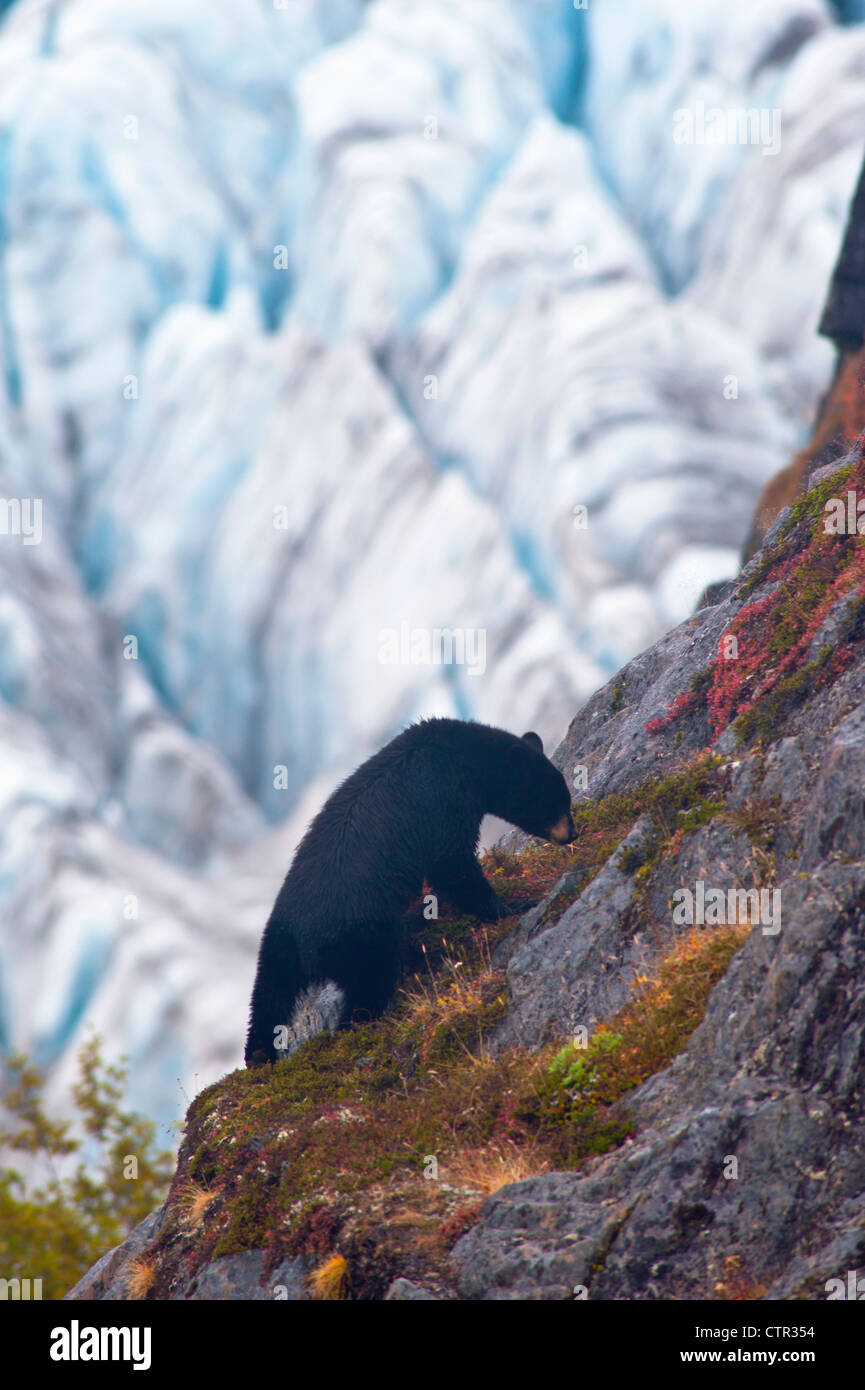 A Black Bear is feeding on berries steep cliff near Harding Icefield ...