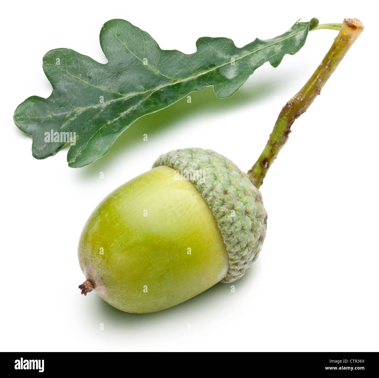 Autumn season acorn leaf Cut Out Stock Images & Pictures - Alamy