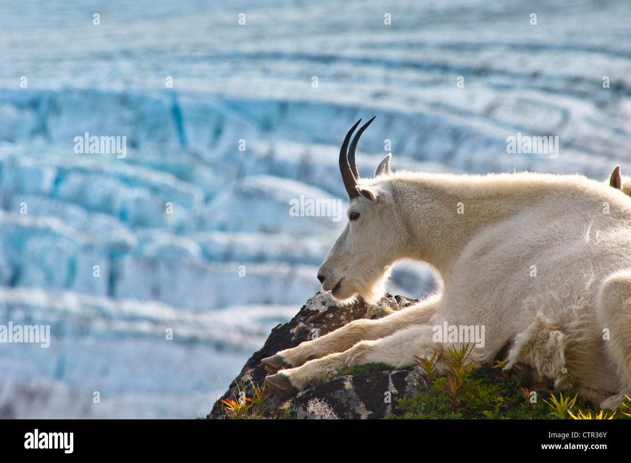 Goat Ledge High Resolution Stock Photography and Images - Alamy