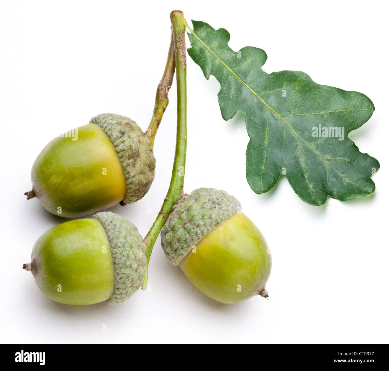 Acorn hi-res stock photography and images - Alamy