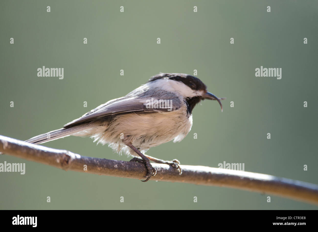 Black-capped Chickadee with an overgrown, deformed bill is perched on a ...