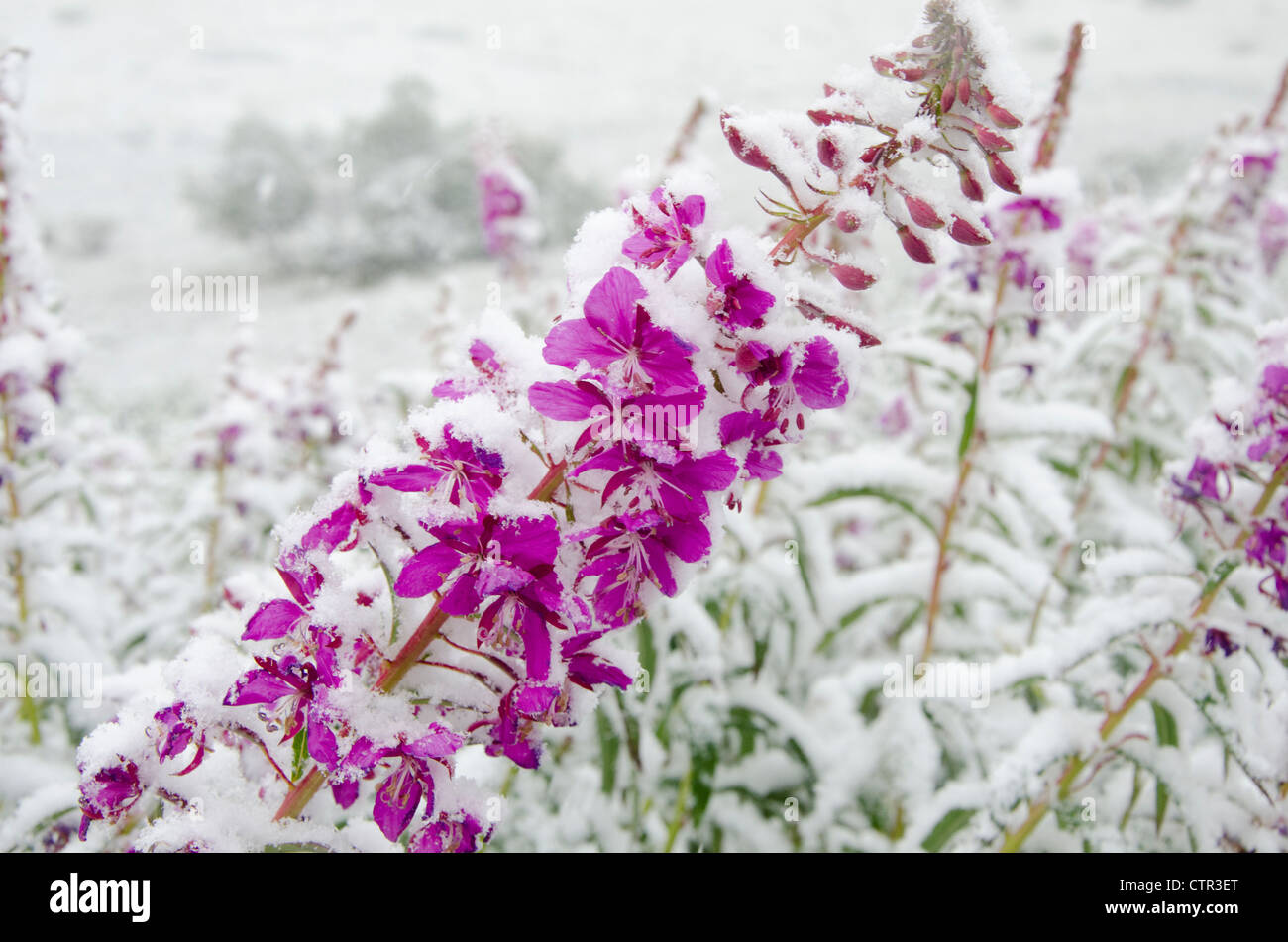 Denali national park flowers hi-res stock photography and images - Alamy