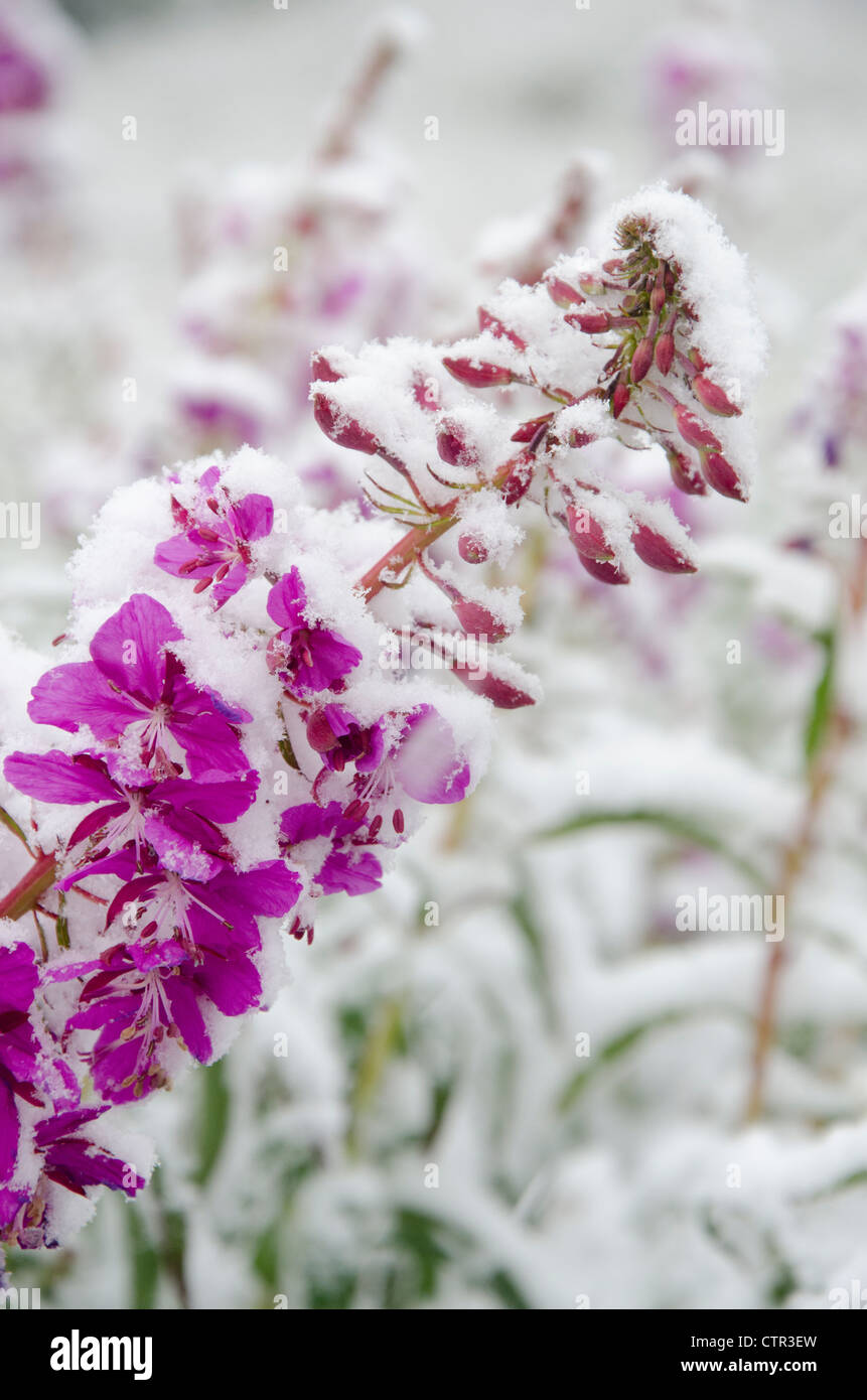 Fireweed flowers covered by late summer snowstorm, Sable Pass, Denali ...