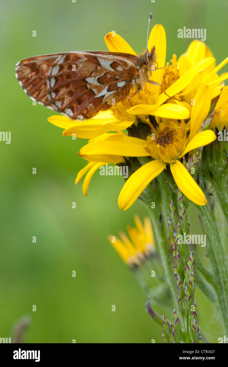Arctic fritillary butterfly hi-res stock photography and images - Alamy