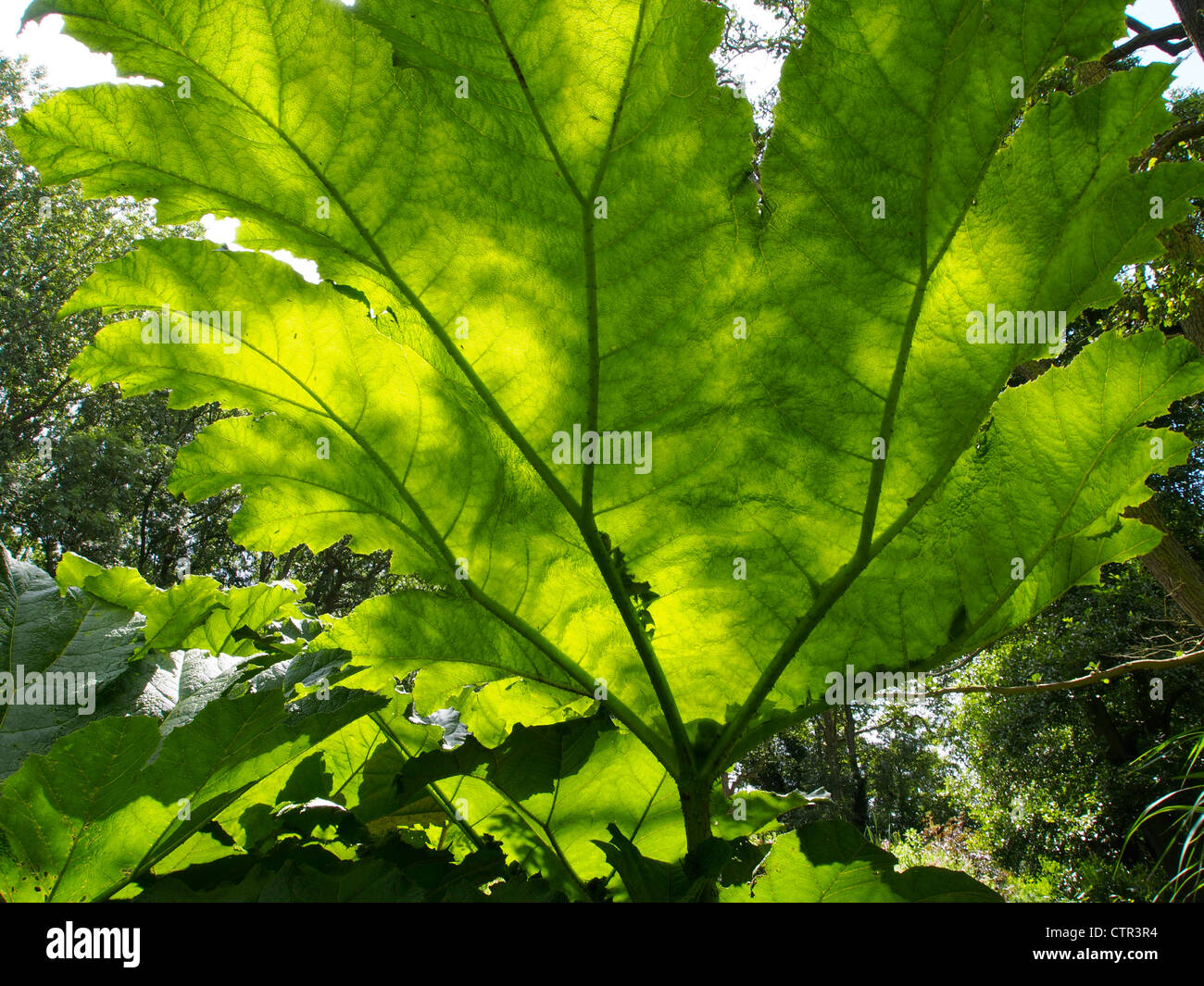 a gunnera leaf showing the veins and sunlight behind in the uk Stock ...