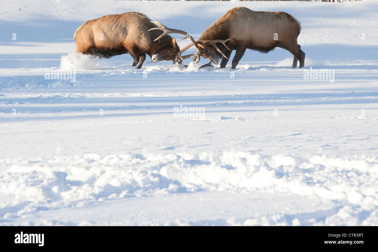 Roosevelt elk fight during rut season hi-res stock photography and ...
