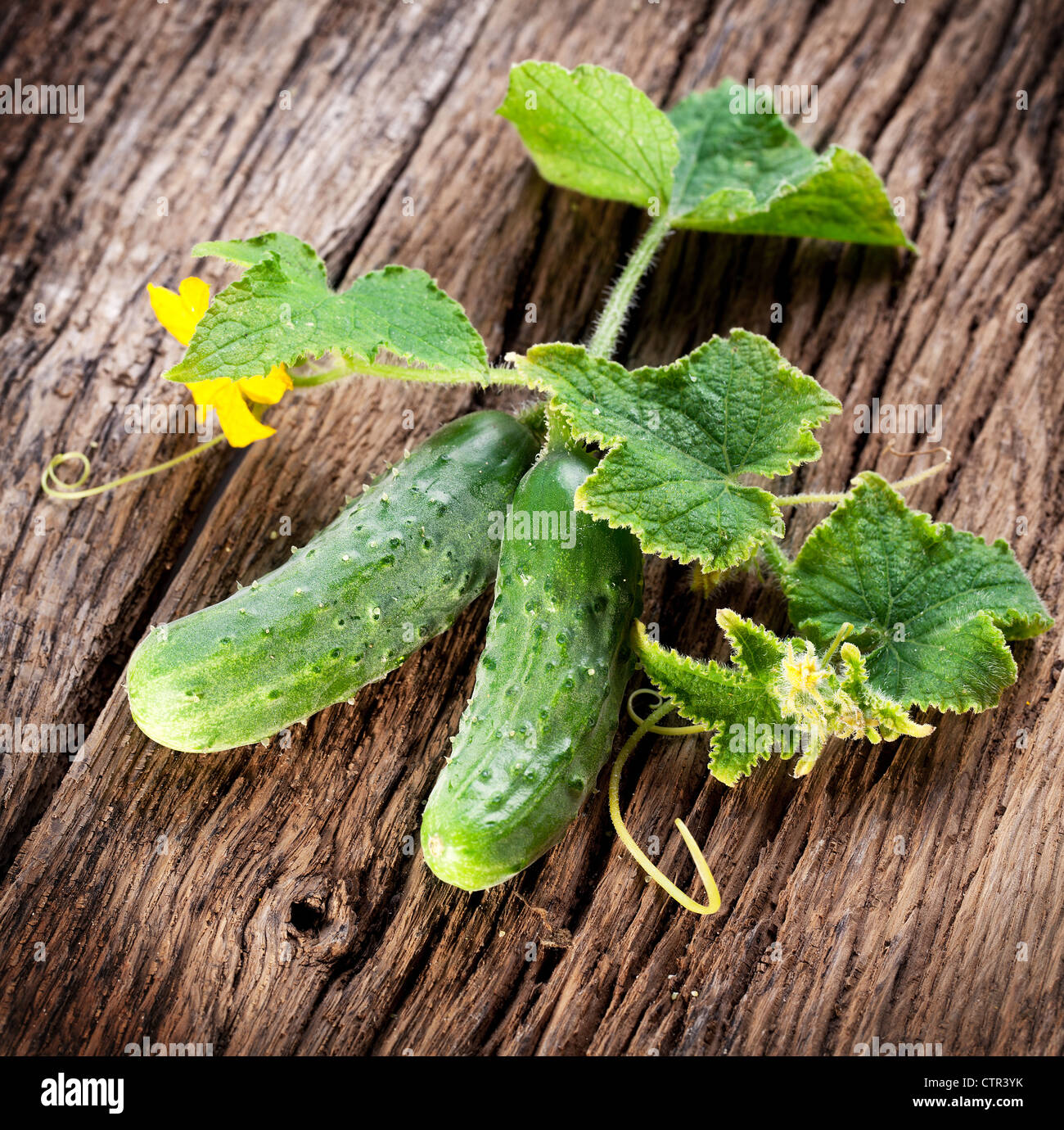 Ripe fresh green two cucumbers ready for vegan Stock Photo - Alamy