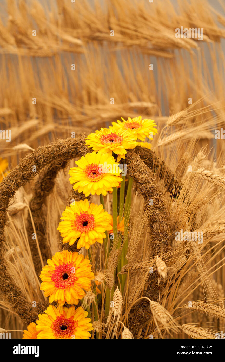 arrangement using sunflowers and barley and wire frame covered with ...