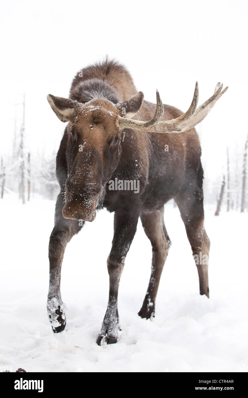 CAPTIVE: Close up bull moose missing one antler standing in snow during ...