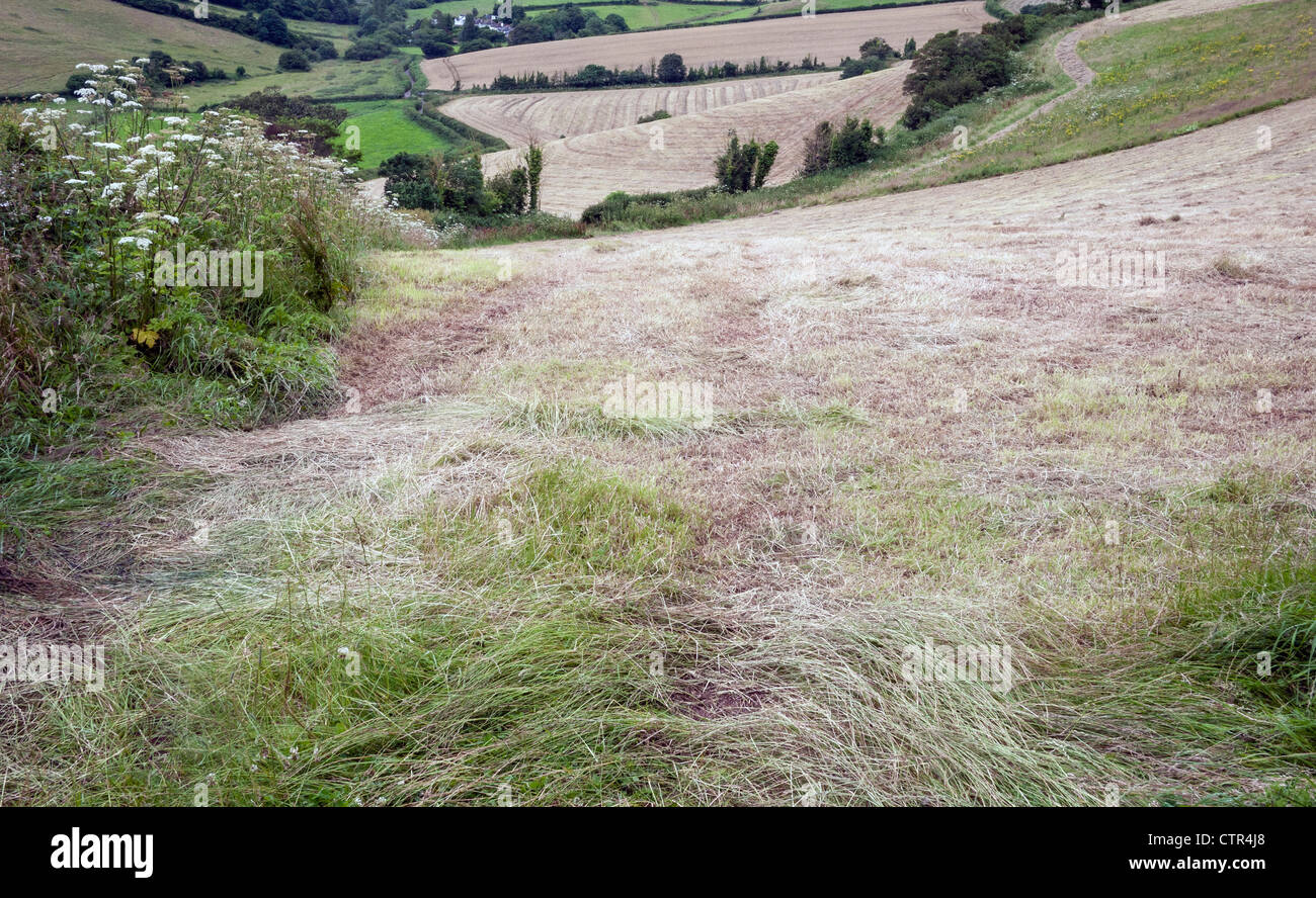 Hay field hi-res stock photography and images - Alamy