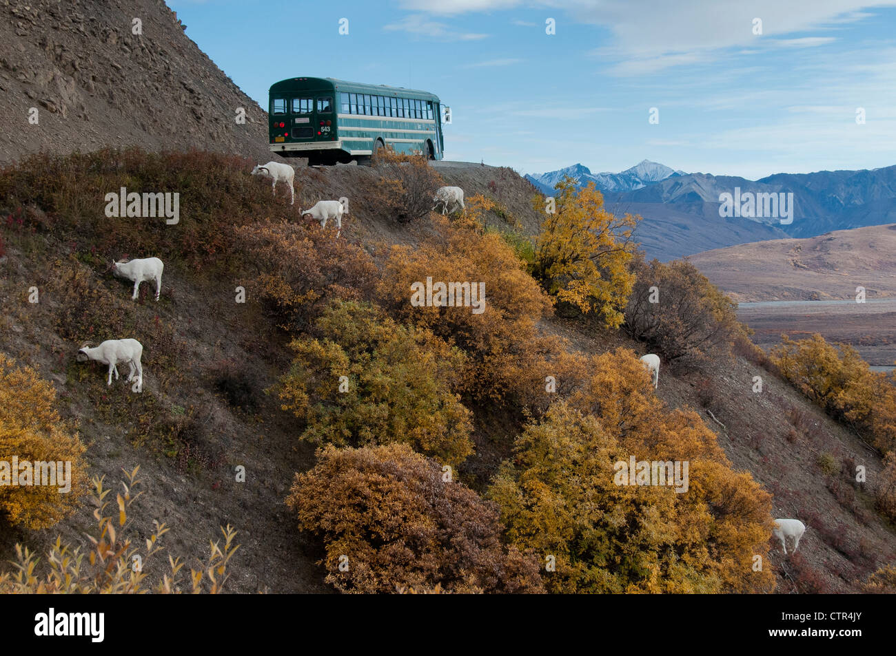 Denali shuttle bus stops band ram Dall Sheep along park road in Denali ...