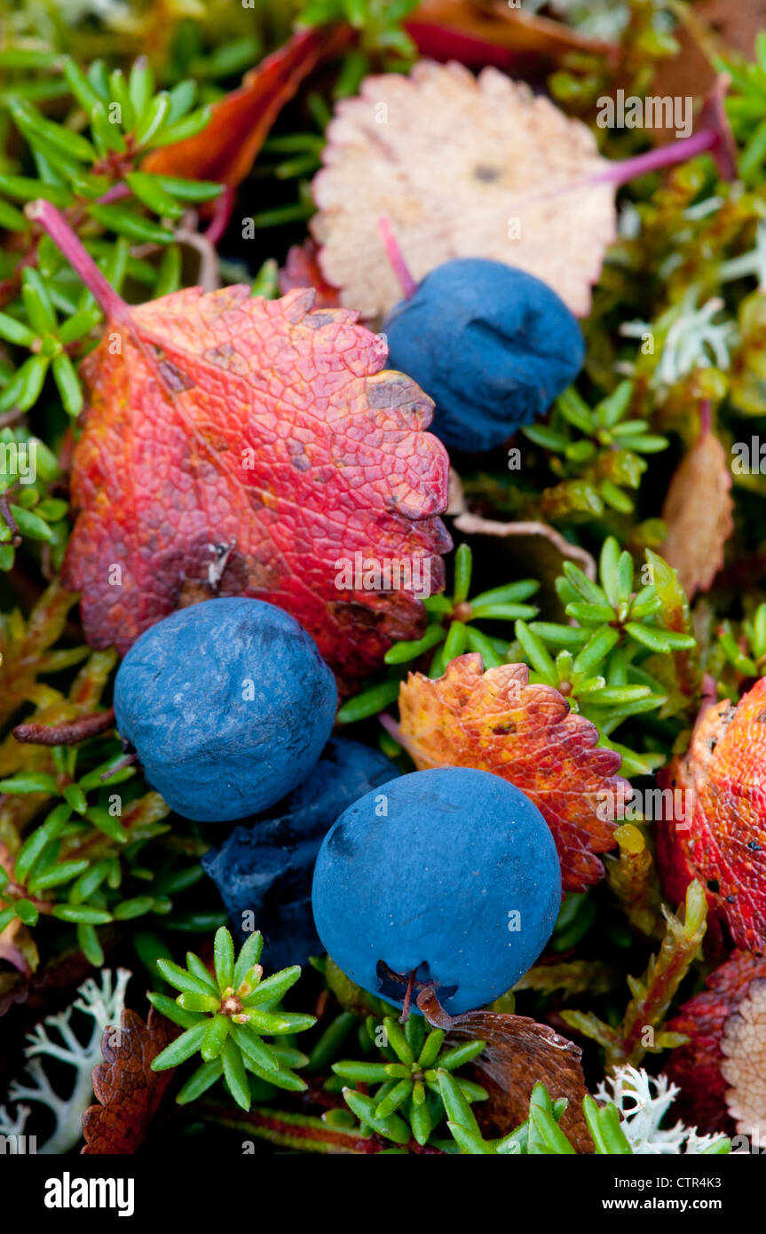Tundra plants hi-res stock photography and images - Alamy