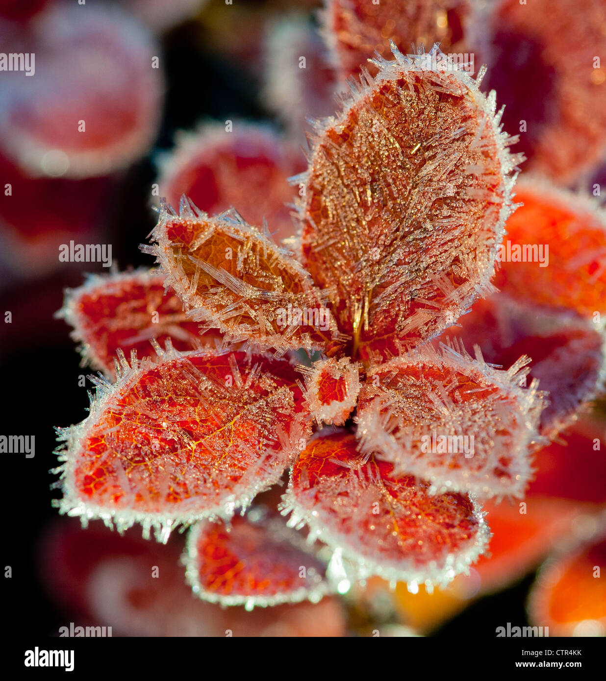 Cranberry highway hi-res stock photography and images - Alamy