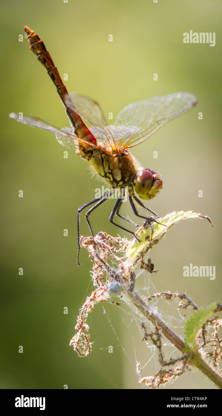 Male Ruddy Darter (Sympetrum sanguineum) in the obelisk position Stock ...