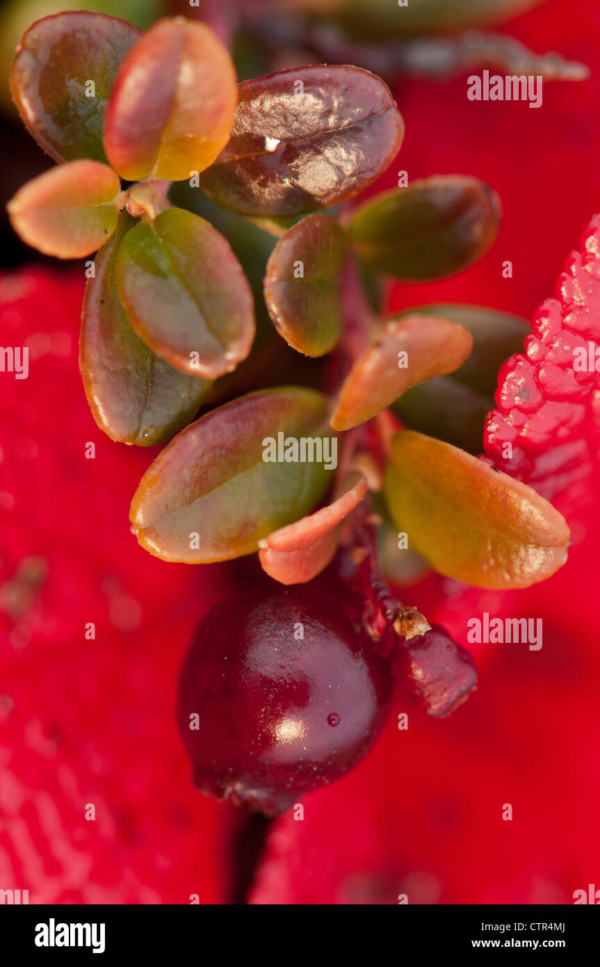 Deep orange red hi-res stock photography and images - Alamy