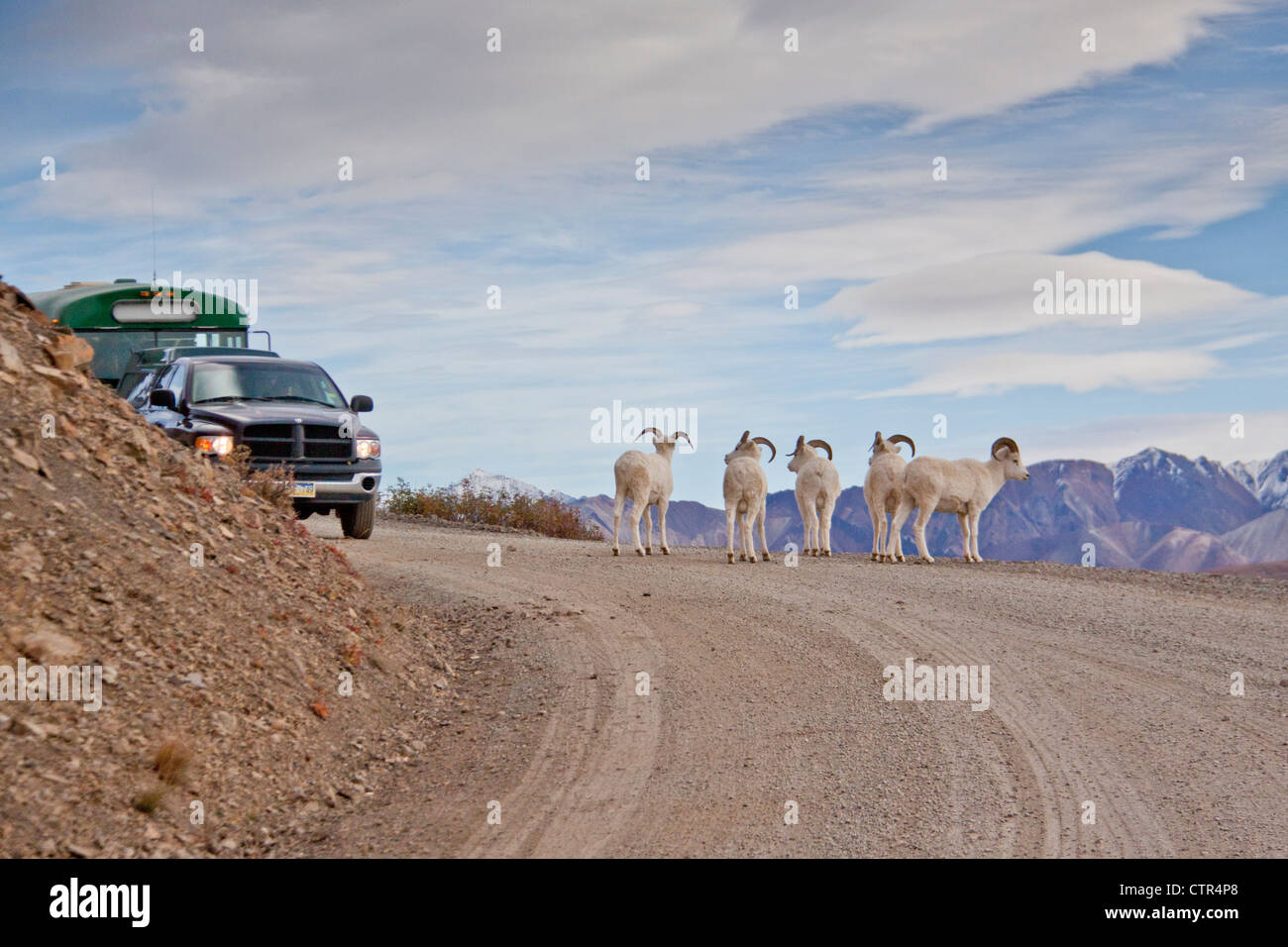 Four young Dall Sheep rams block road preventing traffic moving ...