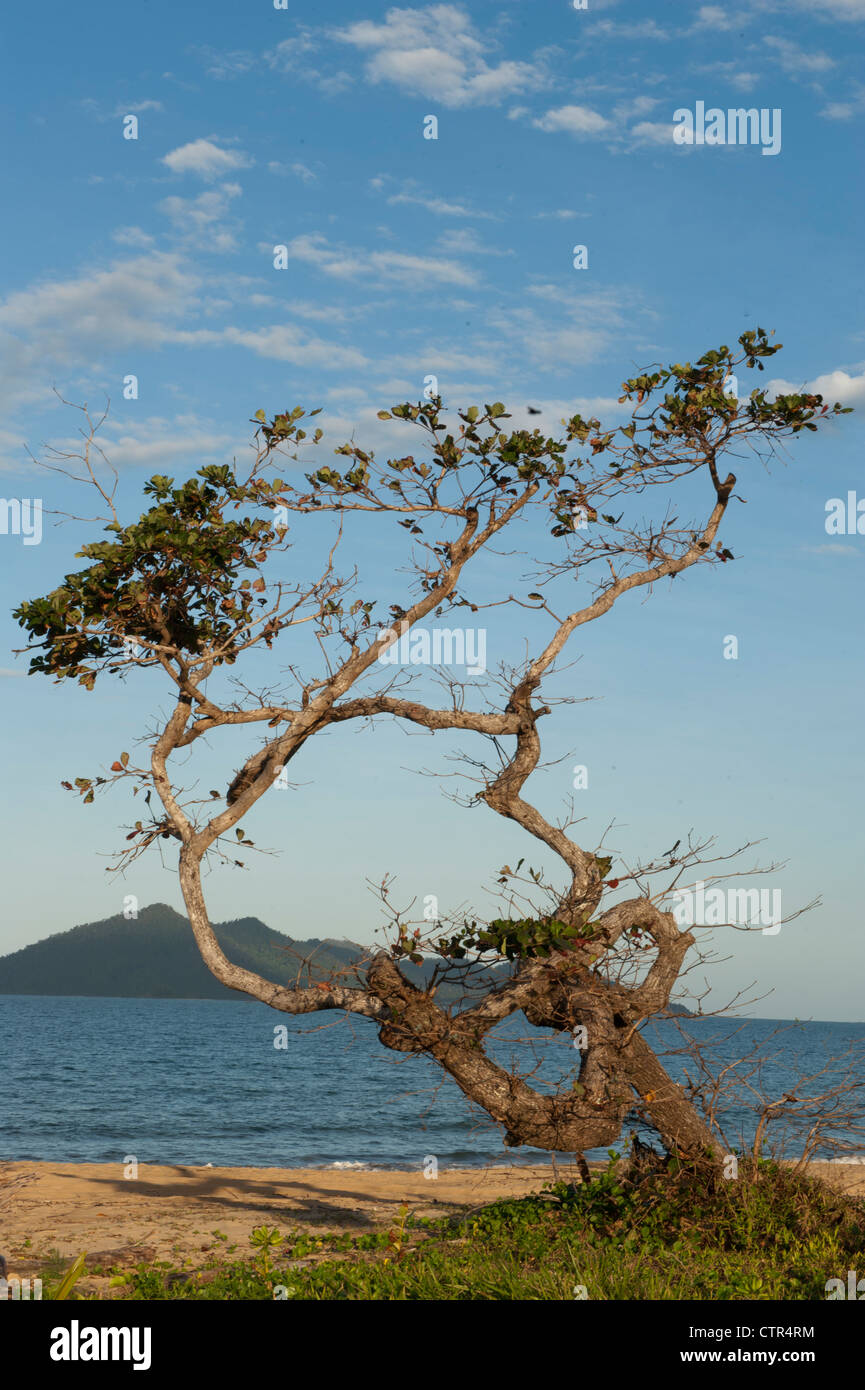 Beachfront tree at Wongaling beach, a section of Mission Beach, with ...
