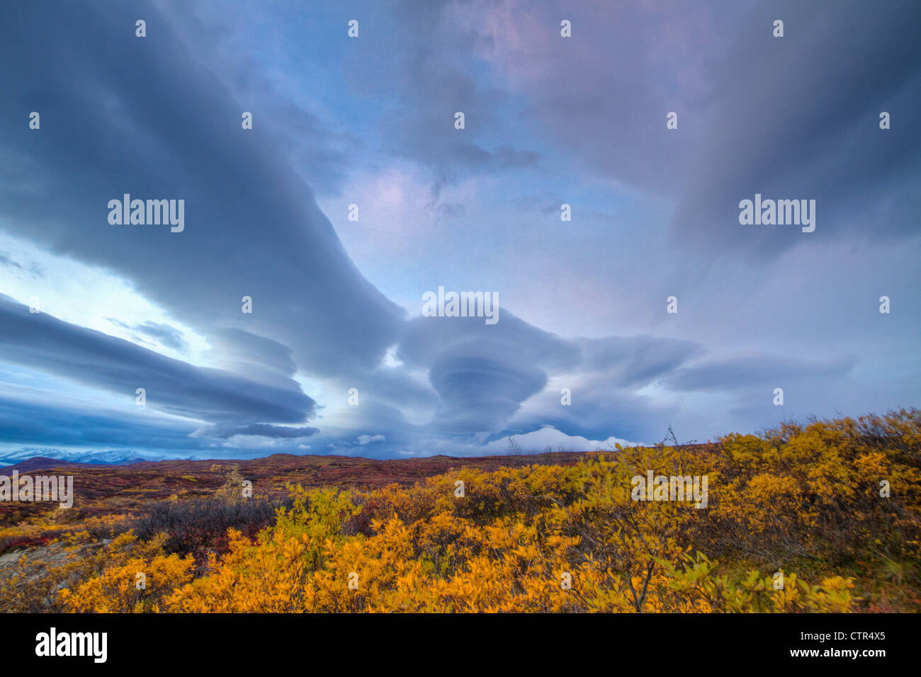 Lenticular structure hi-res stock photography and images - Alamy