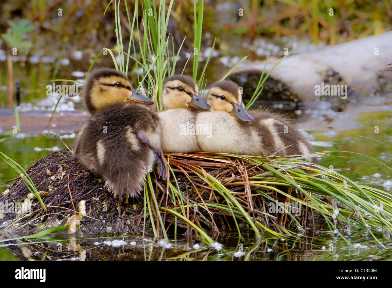 Mallard Nest High Resolution Stock Photography and Images - Alamy