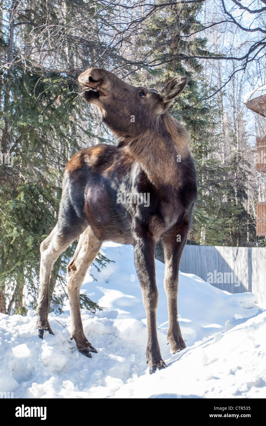 Female moose hi-res stock photography and images - Alamy