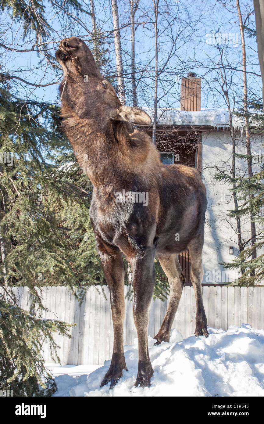 Female moose hi-res stock photography and images - Alamy