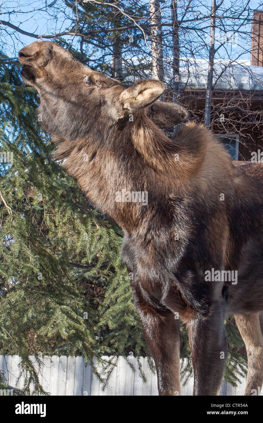 Young female moose stands on a snow berm to feed on birch twigs ...