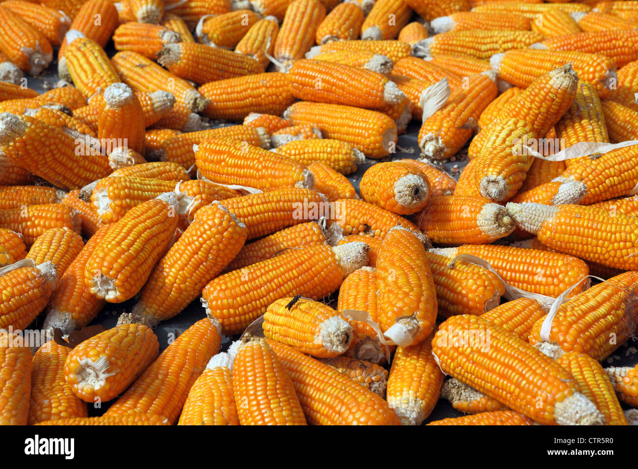 Corn sun drying hi-res stock photography and images - Alamy