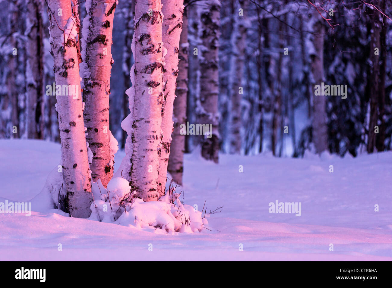 Pink Sunset light falling on Birch tree trunks at Russian Jack Springs ...
