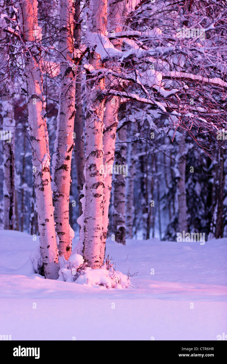 Pink Sunset light falling on Birch trees at Russian Jack Springs Park ...