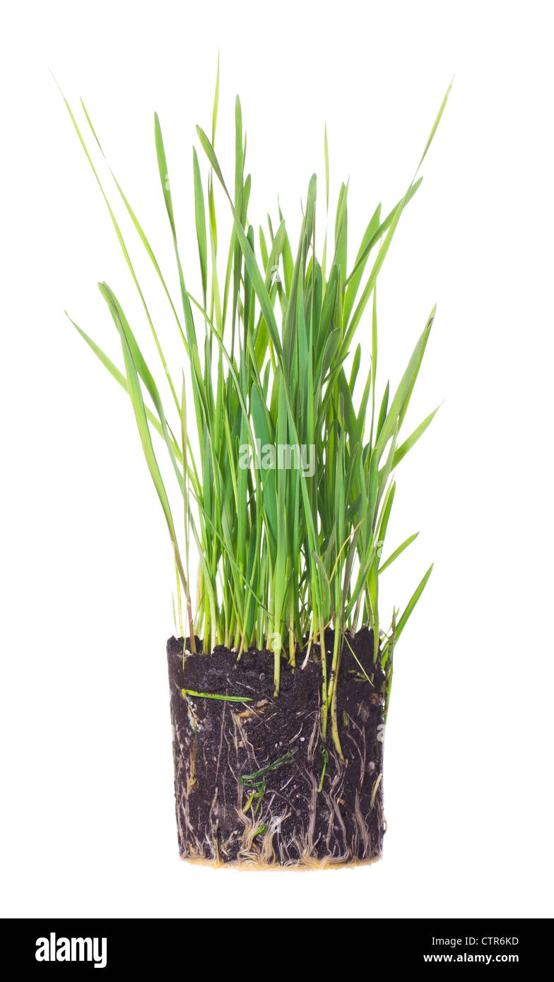 Prairie grass roots Cut Out Stock Images & Pictures - Alamy